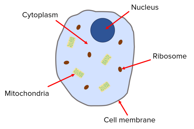 Cell Structure Questions and Revision | MME