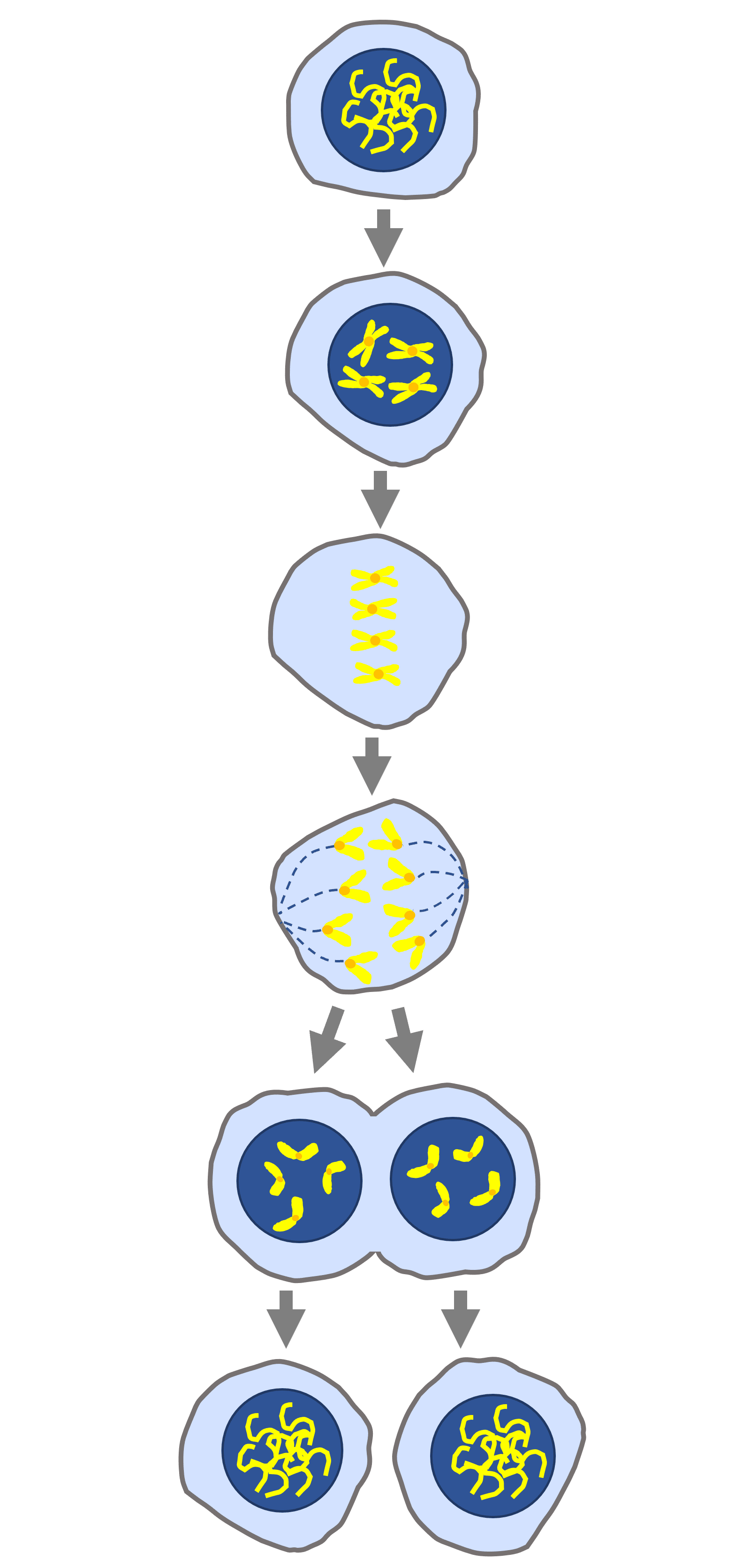 Cell Division Questions and Revision | MME