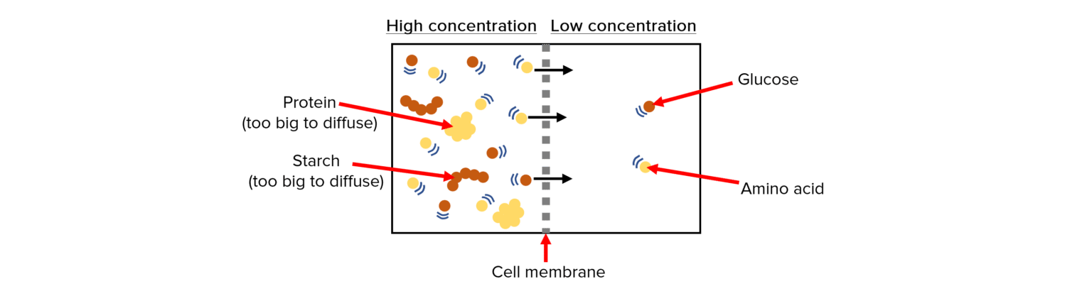 Diffusion Questions and Revision | MME