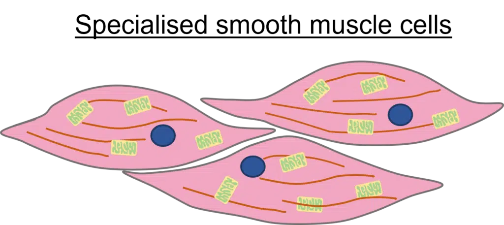 Organisation of Cells Questions and Revision | MME