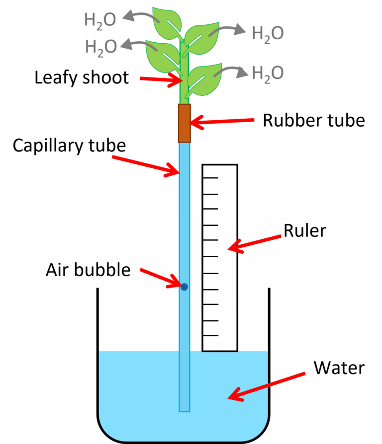 Plant Tissues and Organs Questions and Revision | MME