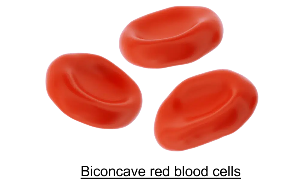 Components of the Blood Questions and Revision | MME