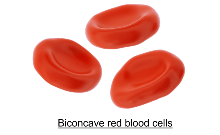Components of the Blood Questions and Revision | MME