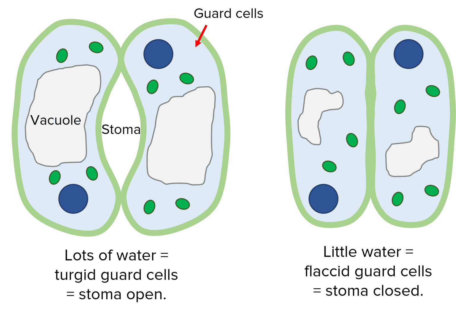 Plant Tissues and Organs Questions and Revision | MME