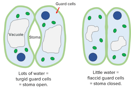 Plant Tissues and Organs Questions and Revision | MME