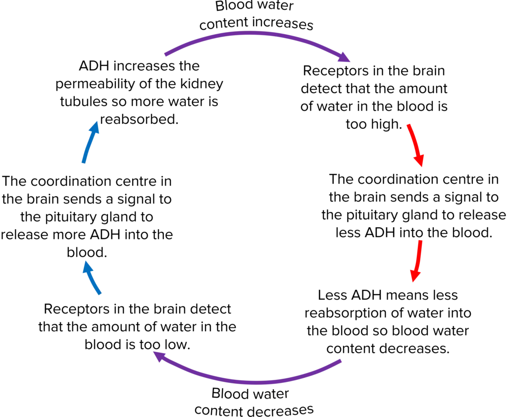 Maintaining Water and Nitrogen Balance Questions and Revision | MME