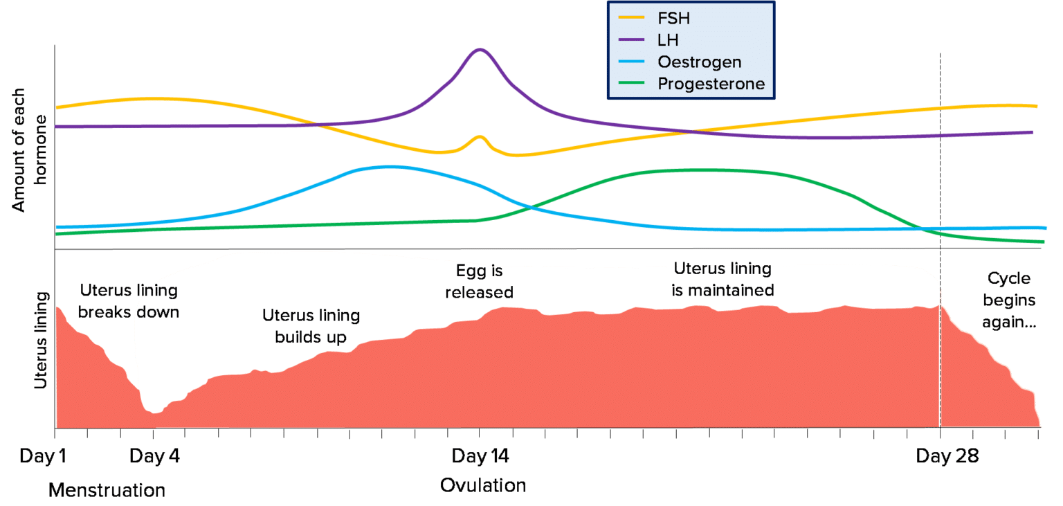 Human Reproduction Questions and Revision | MME
