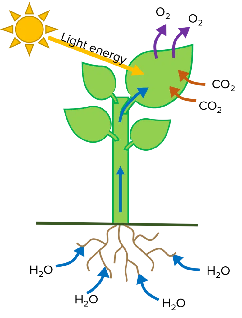 Photosynthesis Questions and Revision | MME