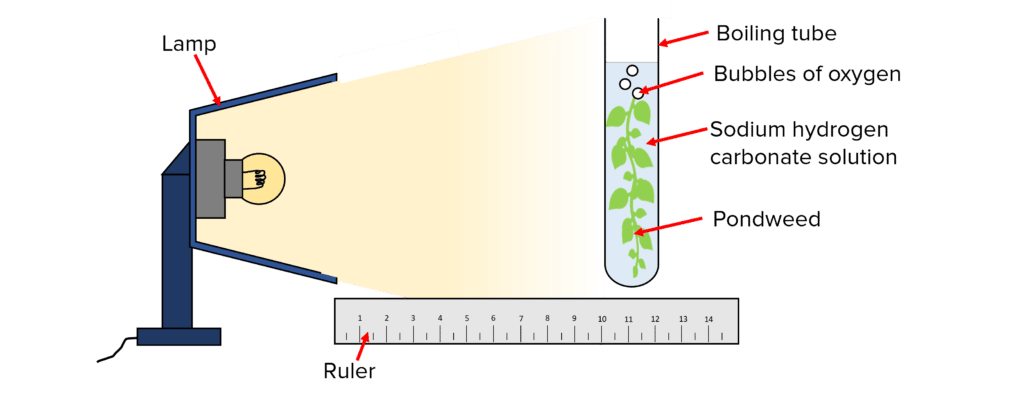 Rate of Photosynthesis Questions and Revision | MME