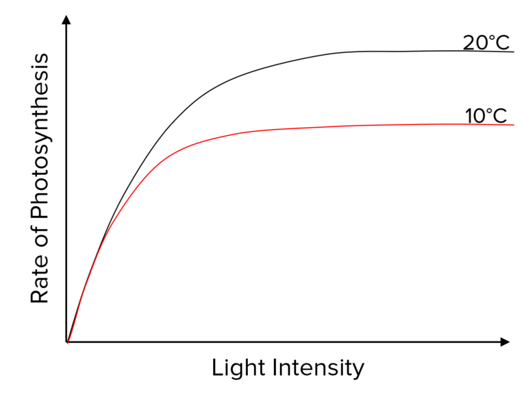Rate of Photosynthesis Questions and Revision | MME