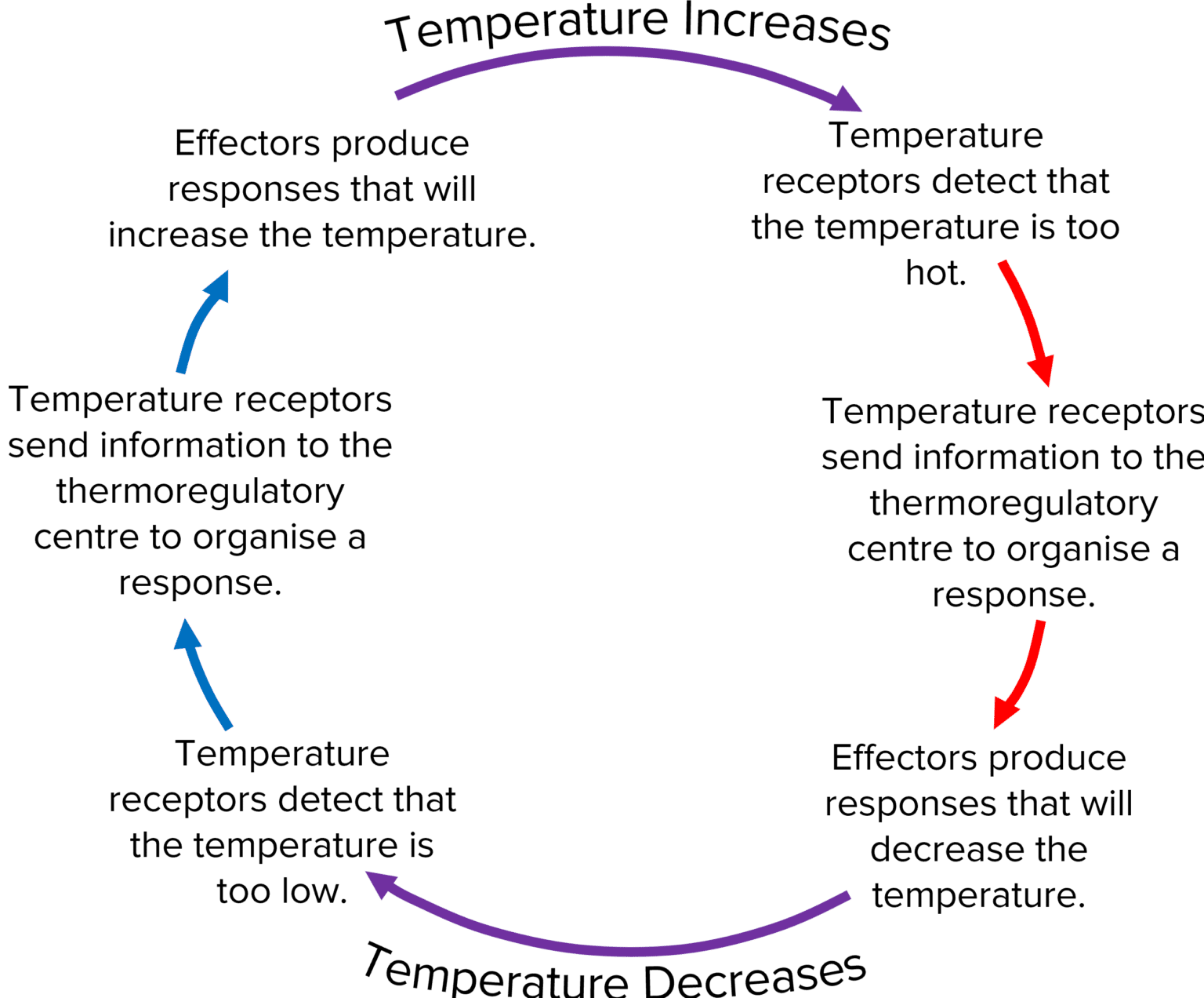 Thermoregulation Questions and Revision | MME