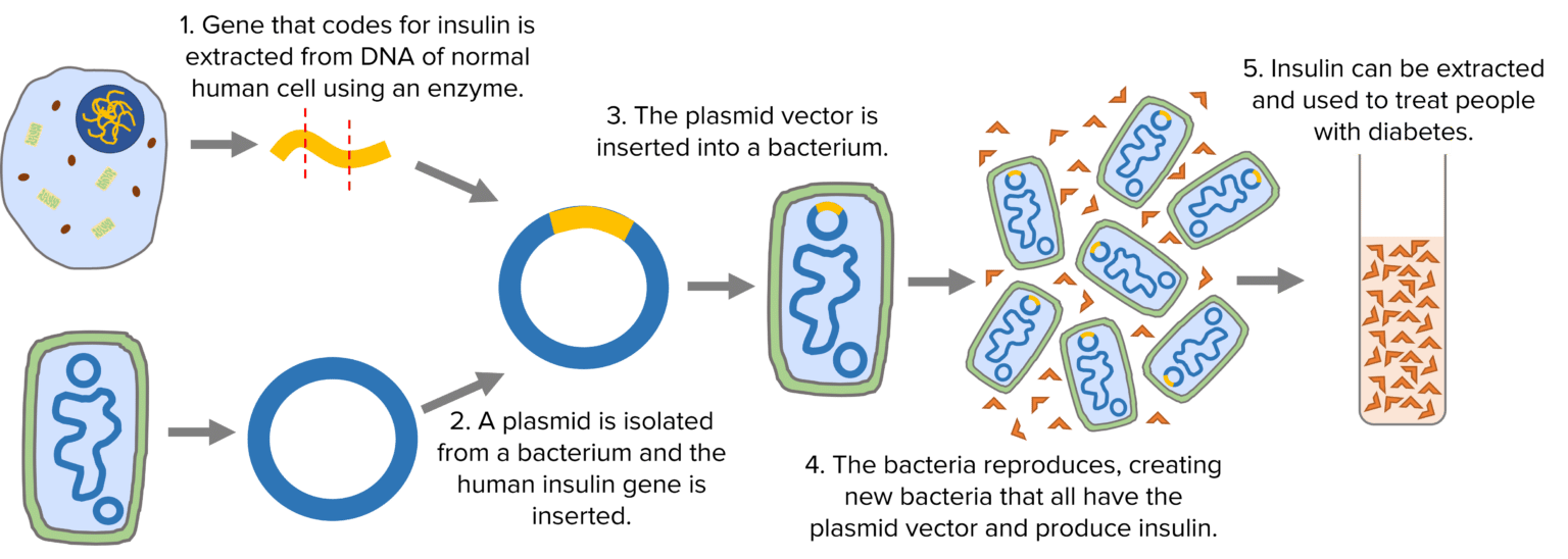 Genetic Engineering Questions and Revision | MME