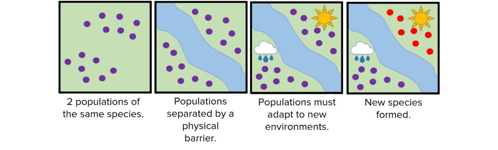 Evolution Questions and Revision | MME