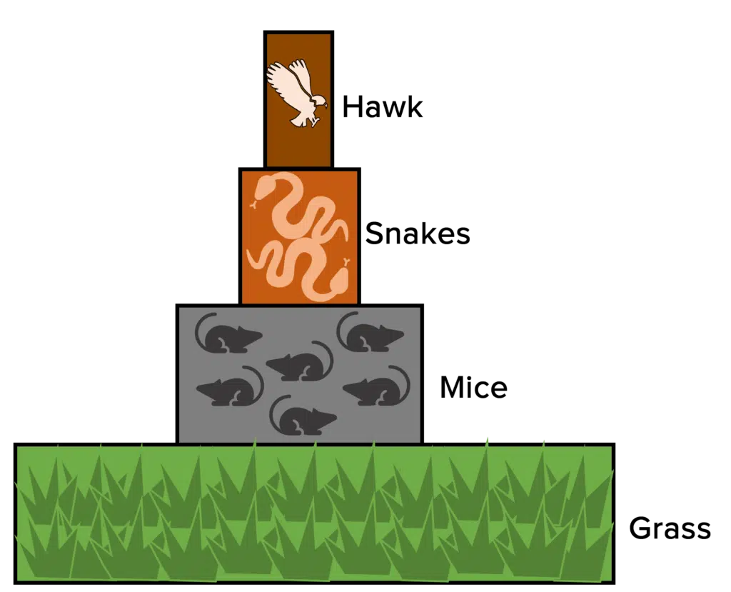 Trophic Levels Questions and Revision | MME