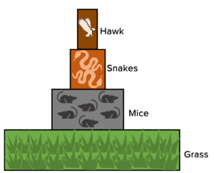 Trophic Levels Questions and Revision | MME