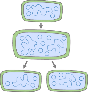 Culturing Microorganisms Questions and Revision | MME