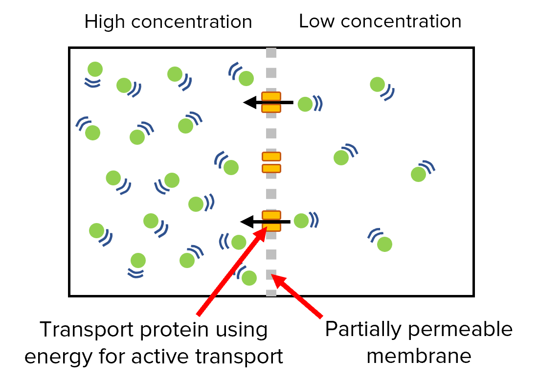 Active Transport Questions and Revision | MME