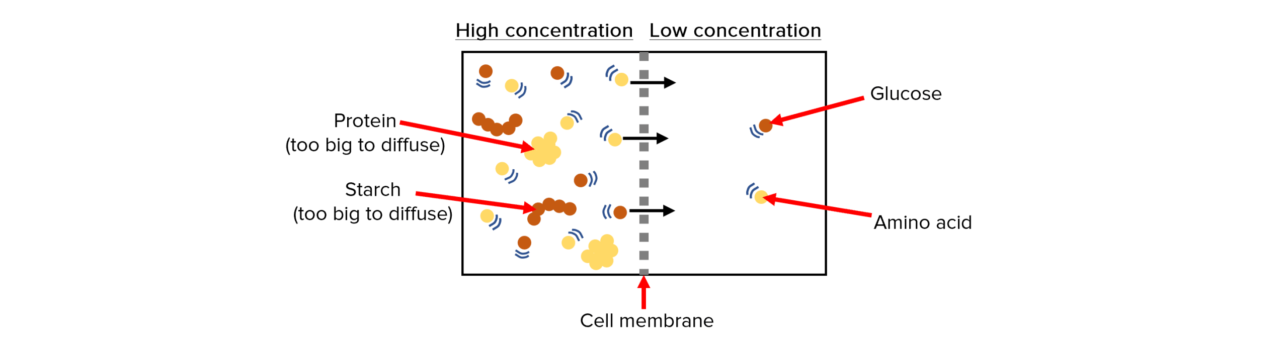 Diffusion Diagram Worksheet