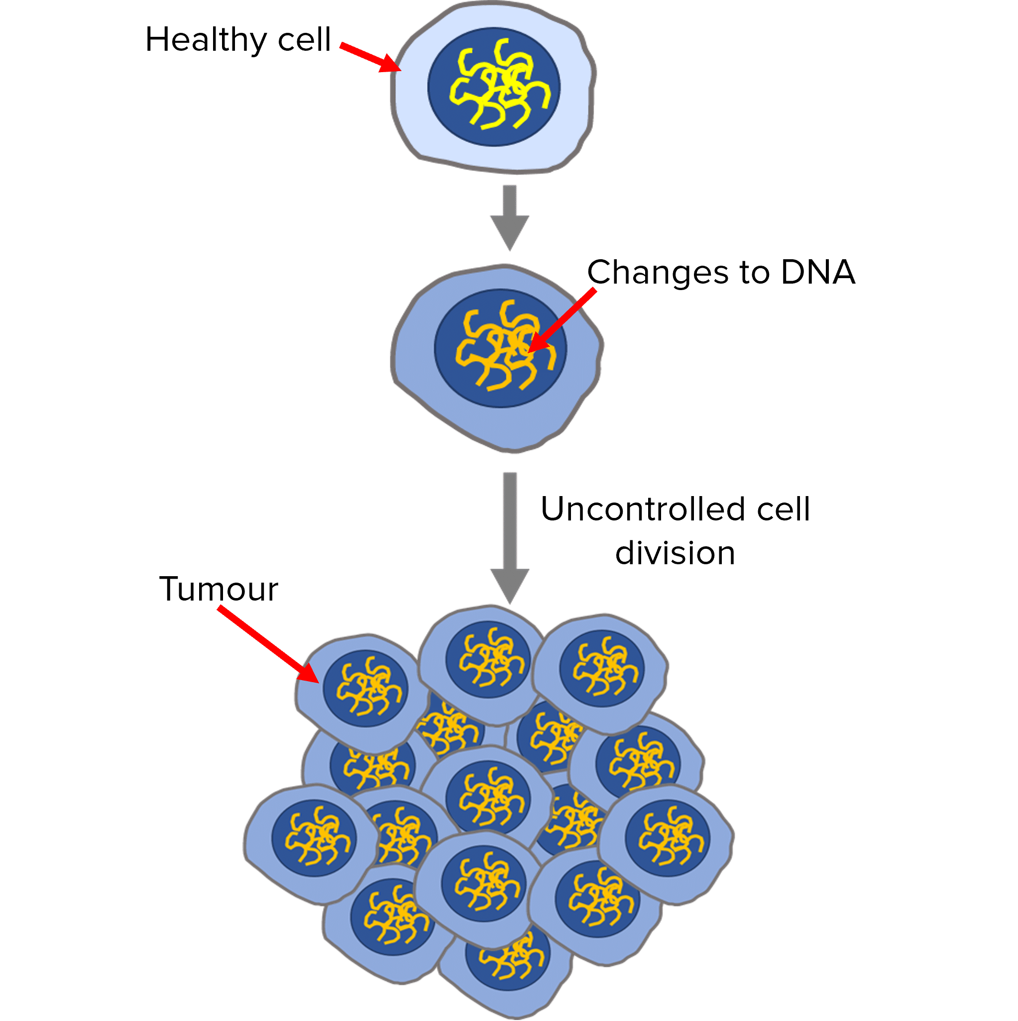 Cancer Questions and Revision | MME